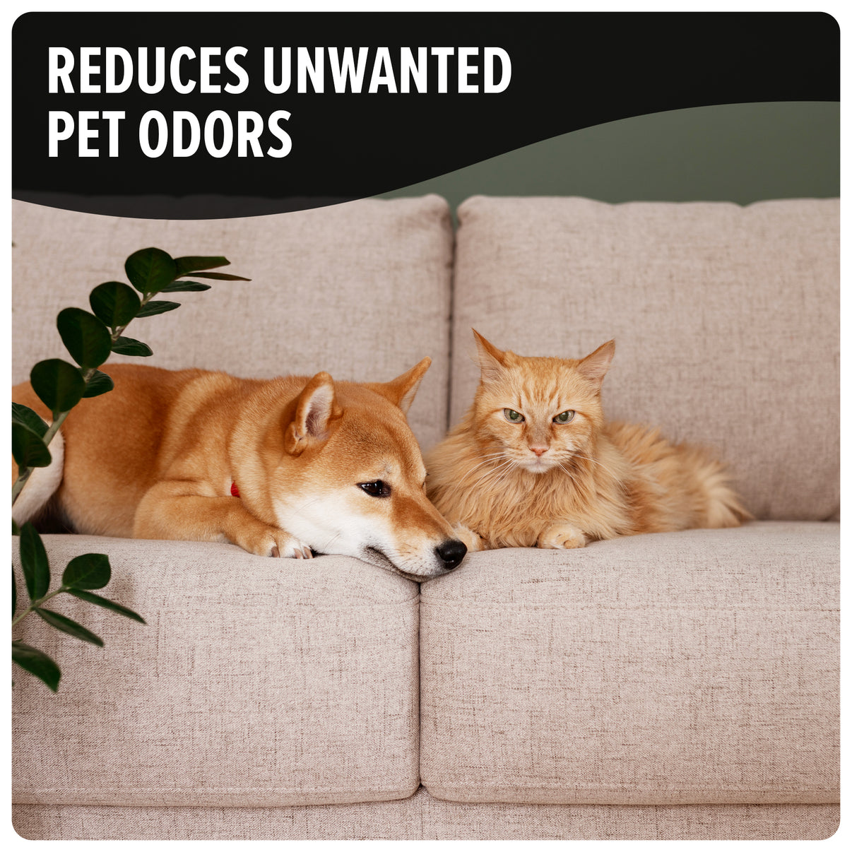 Pet Carpet Powder (4-pack) – Dirtdevil